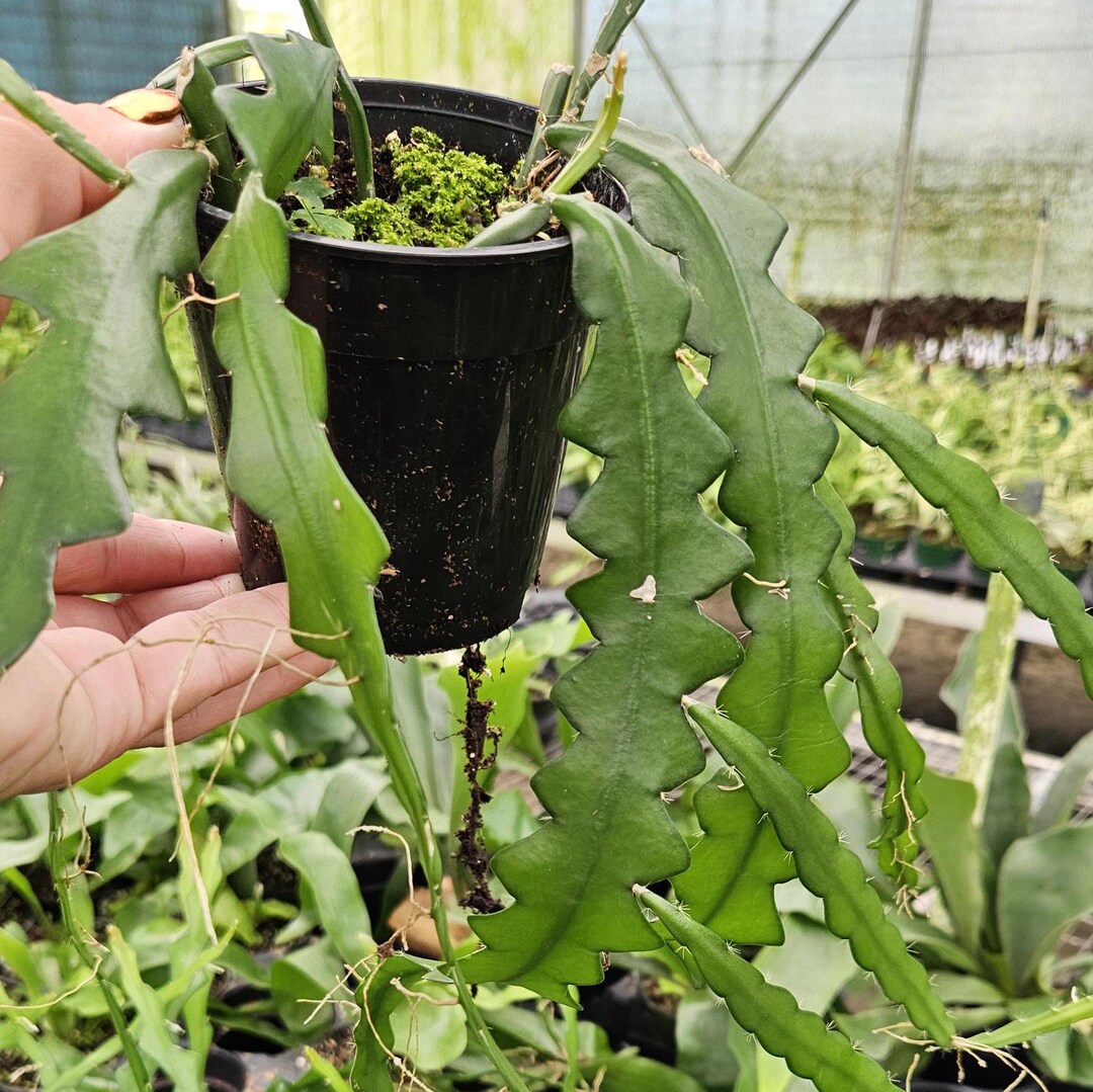 Rick Rack Cactus Live Plant - Epiphyllum Anguliger in 4" Pot | 2 Plants ...