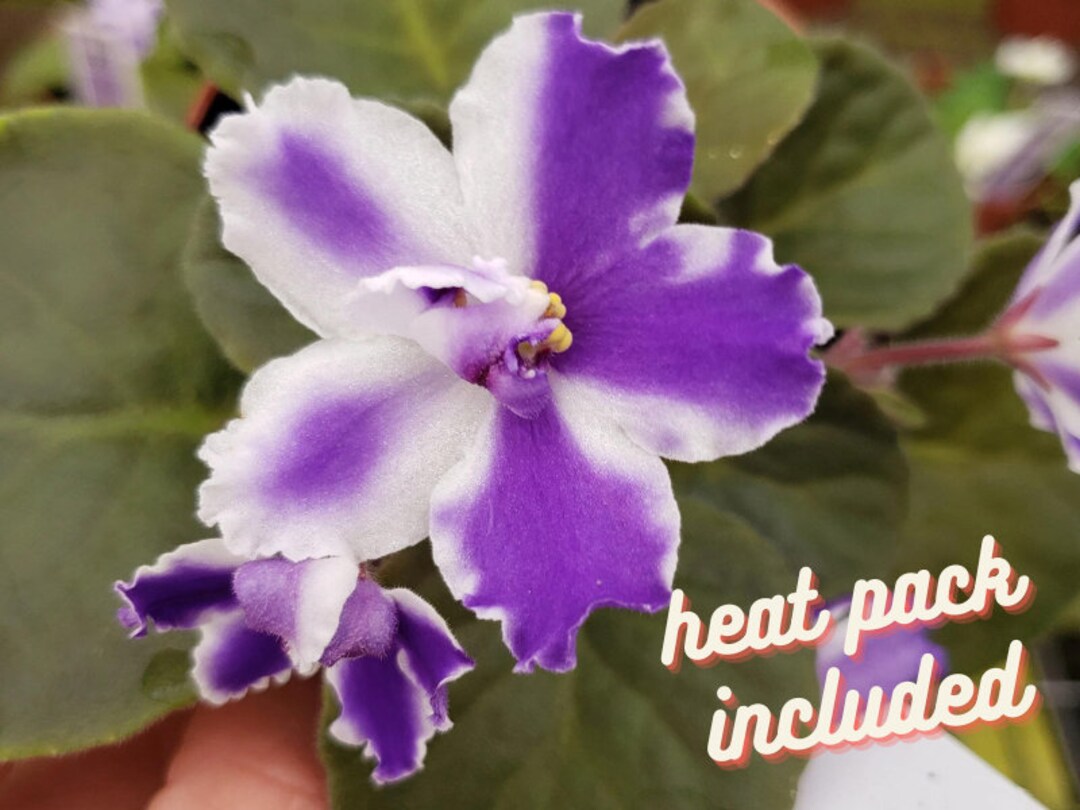 Vat Winter Landscape African Violet Live Plant, Young Pre-finished ...