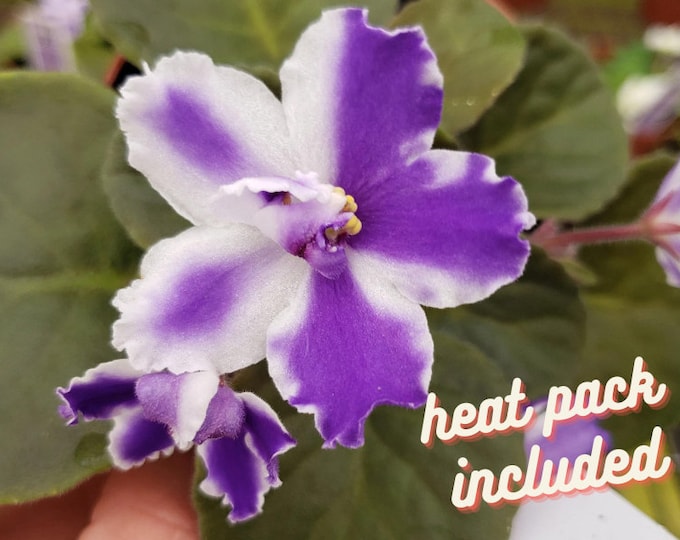 African Violet Plant white Night - Etsy
