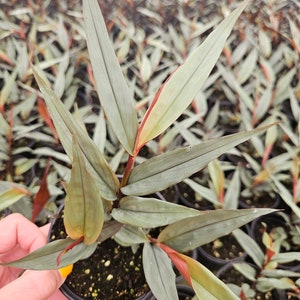 Alpinia Luteocarpa Red Rubin Plant in a 4" Pot, Live Ginger Plant | 2 ...