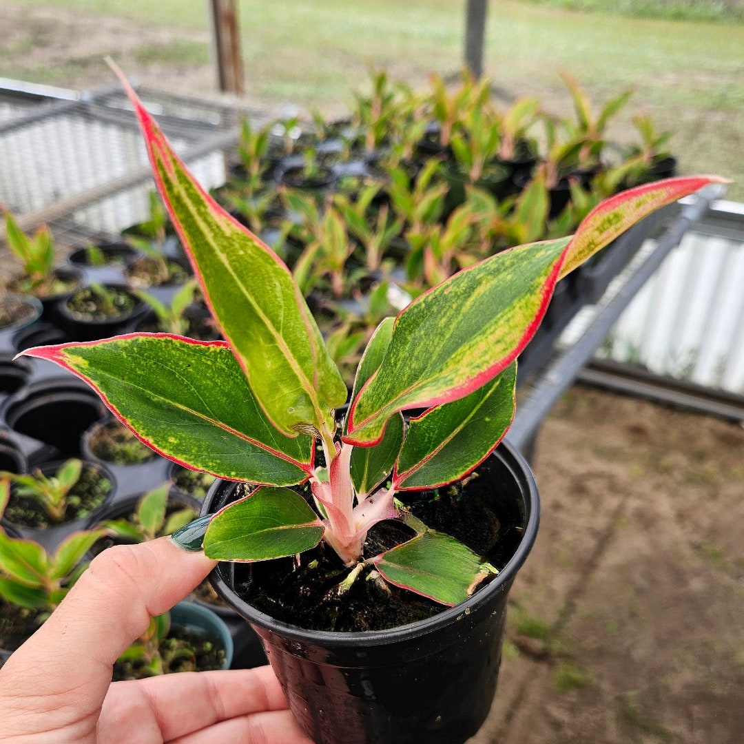 Aglaonema Red Lips Plant: Chinese Evergreen in 4" Pot | 2 Plants ...