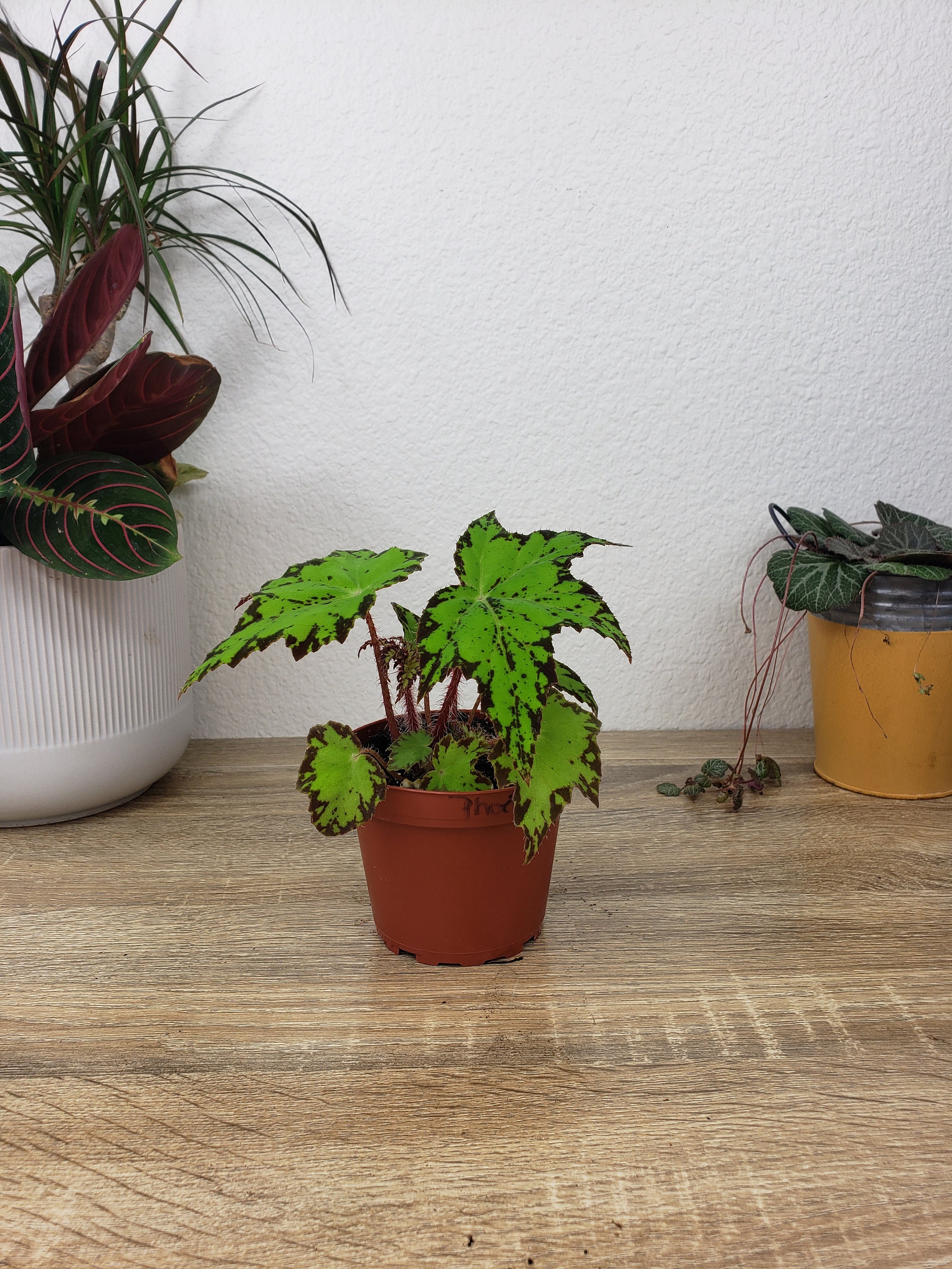 Begonia PHOE'S Cleo Live Plant | Young Prefinished Starter Plug in a 4 ...