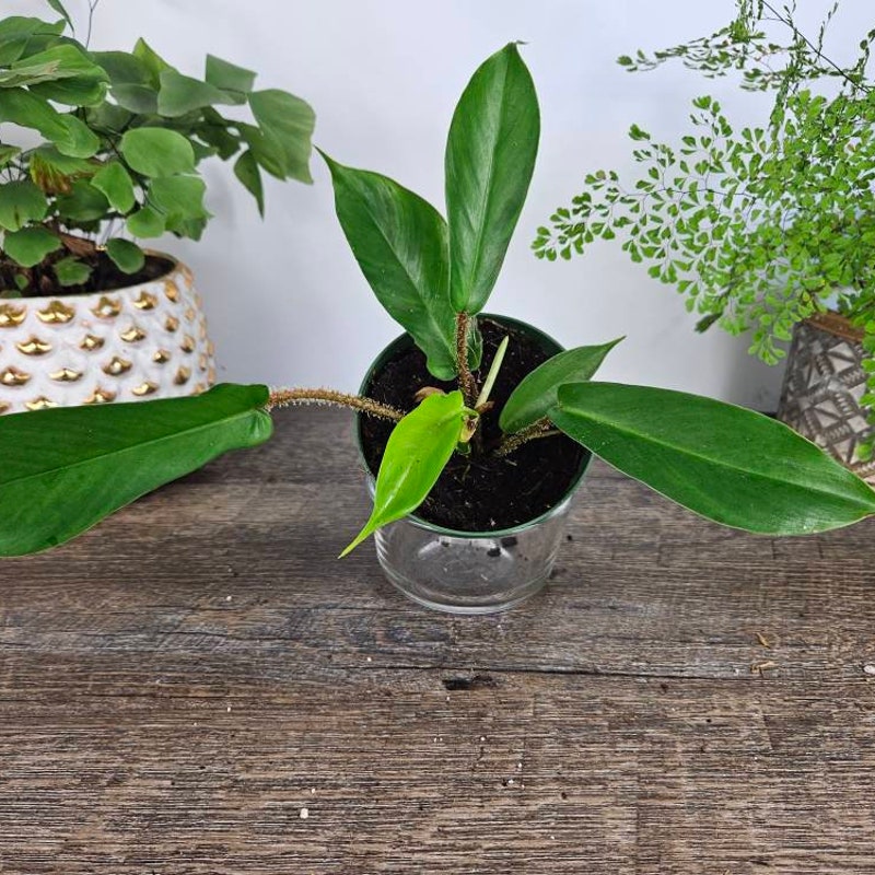 Philodendron Squamiferum - Etsy