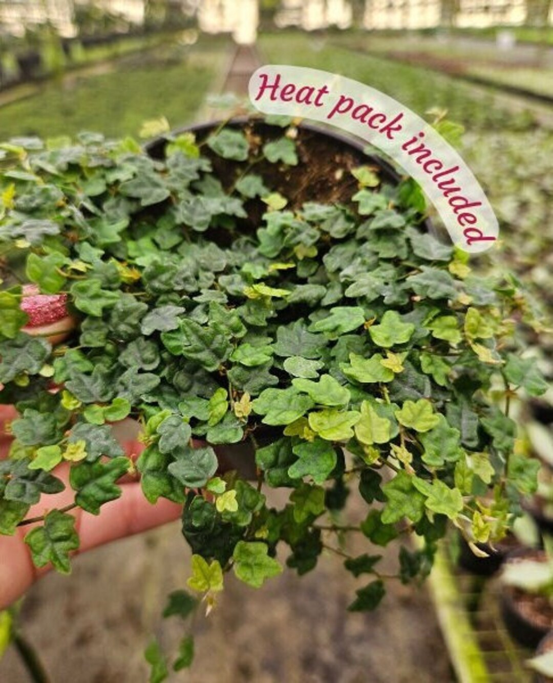 String of Frogs Plant – Ficus Pumila Quercifolia – Live Trailing ...