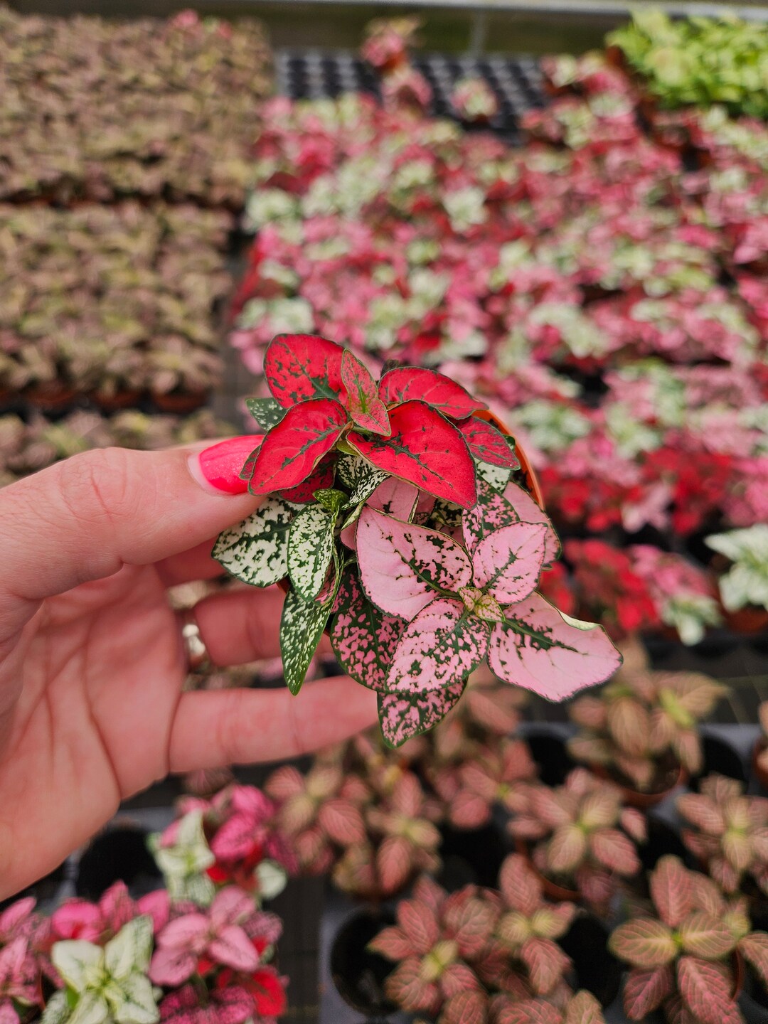LIVE Polka Dot Plant, Splash Plant Hypoestes Confetti Colorful , Live ...