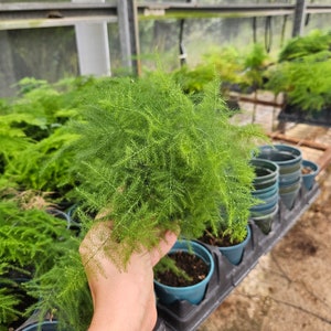 Fern Plant, Asparagus Fern Plant in a 4" Pot, Plumosa Fern Live Indoor ...