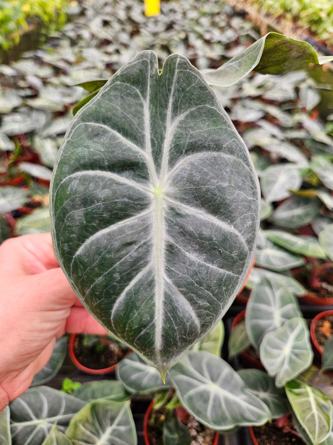 Alocasia Pink Dragon in a 4" Pot Live Plant | 2 Plants Required per ...