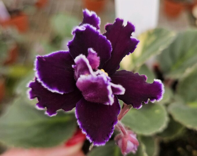 Edge of Darkness African Violet Live Plant, Young Pre-finished Starter ...