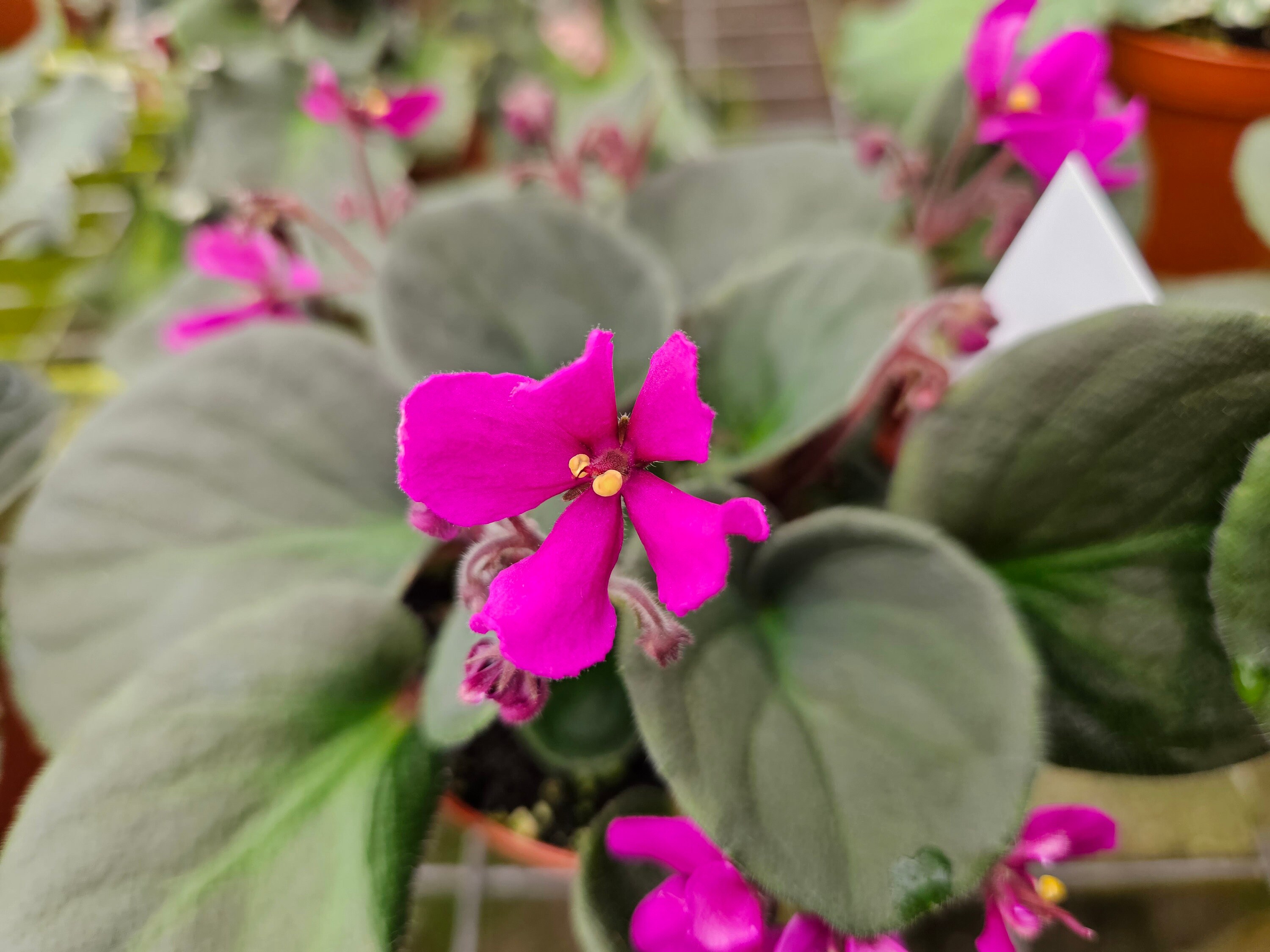 Hunter's Venom African Violet Live Plant, Young Starter in a 4" Pot ...