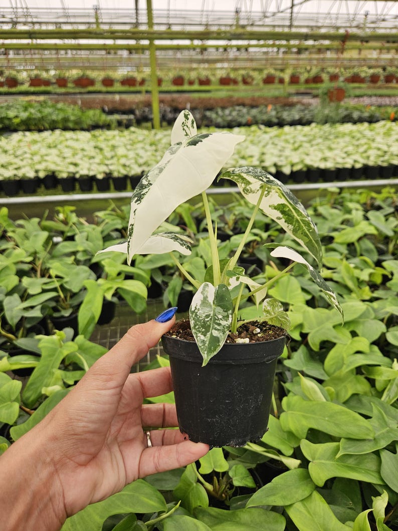 Alocasia Variegated Frydek Plant , Live Rare Tropical Alocasia ...