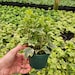 White Variegated English Ivy Live Plant in a 4 Pot 2 Plants Required ...