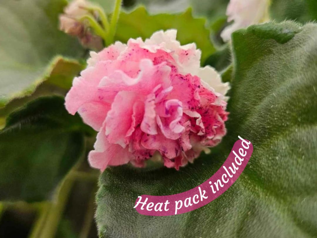 LE Aisedora African Violet Live Plant, Young Pre-finished Starter in a ...