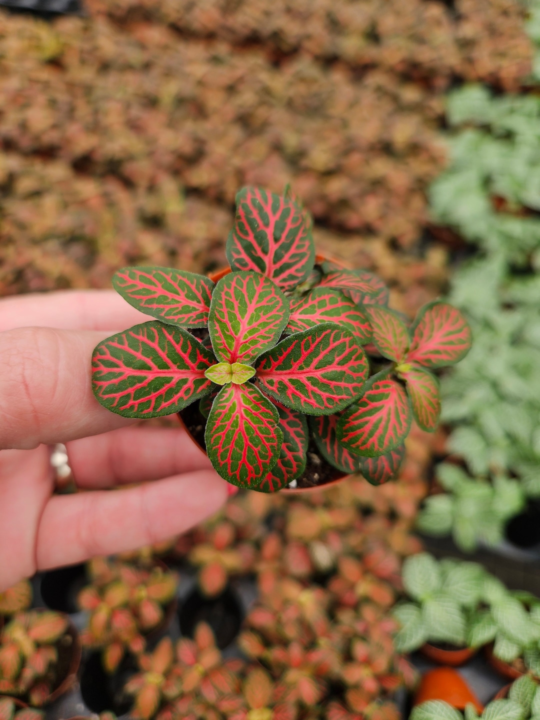 Red Fittonia Plant in a Miniature 2" Pot – Nerve Plant With Red Veins ...