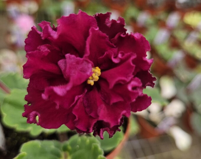 Harmony's Frilly Girl African Violet Live Plant, Young Pre-finished ...