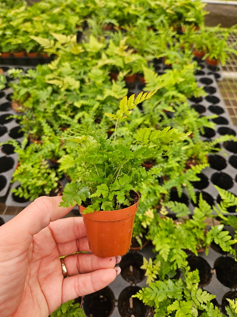 Fern Plant, Autumn Fern Live Plant in a Miniature 2" Pot | 2 Plants ...