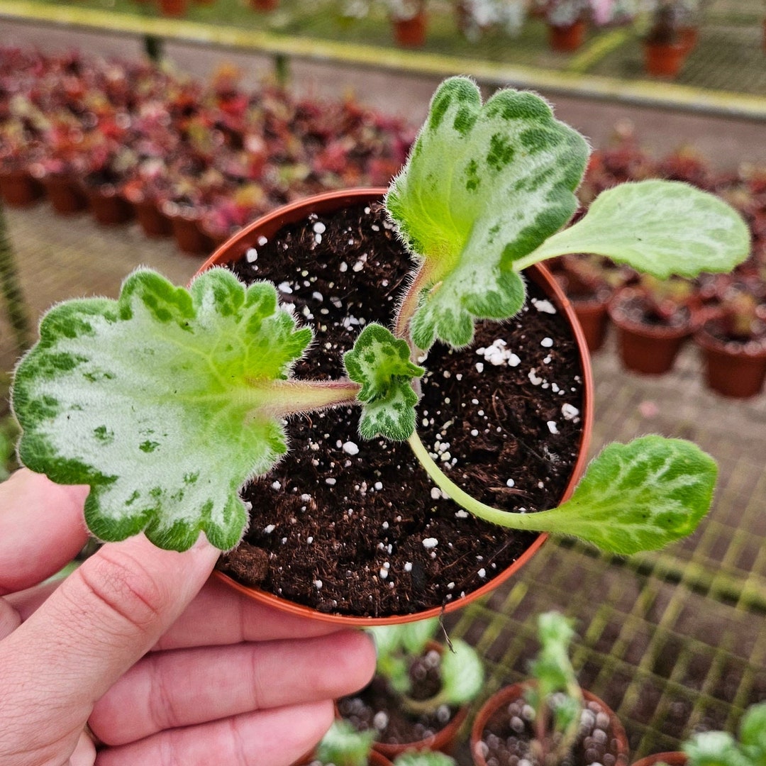 Primulina Curly Loki, Gesneriad Plant in a 4" Pot | 2 Plants Required ...
