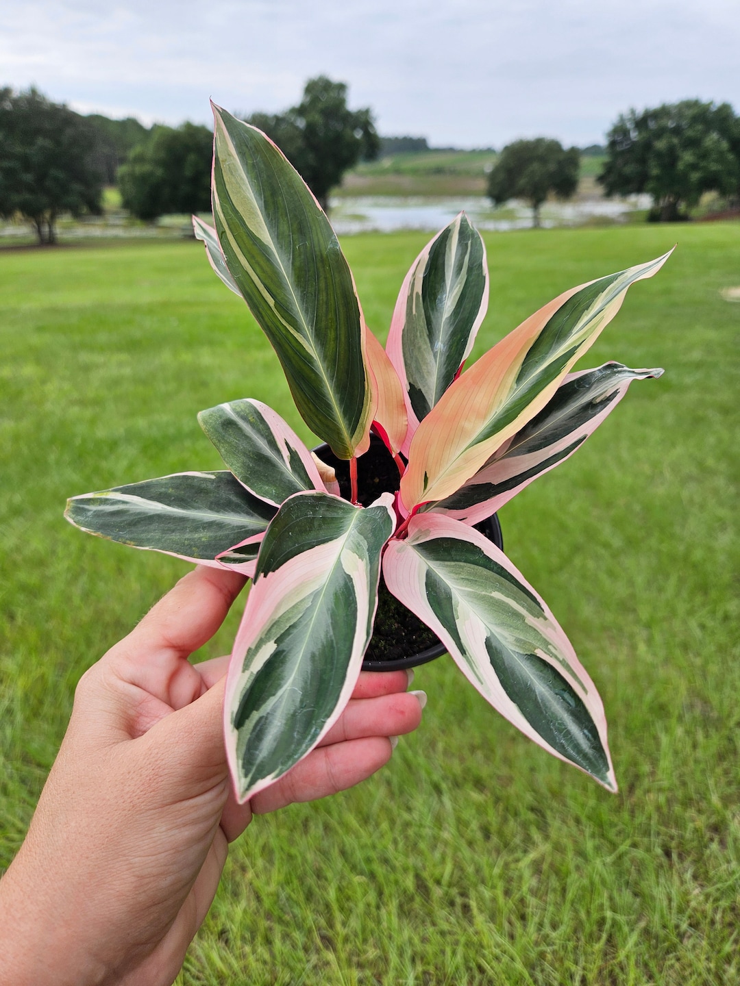 Tricolor Ginger in a 4" Pot Live Stromanthe 'tricolor' Stromanthe ...
