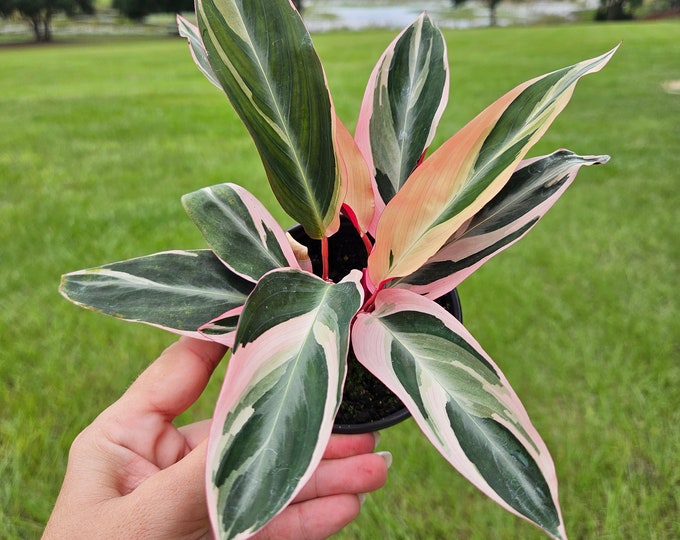 Tricolor Ginger in a 4" Pot Live Stromanthe 'tricolor' Stromanthe ...