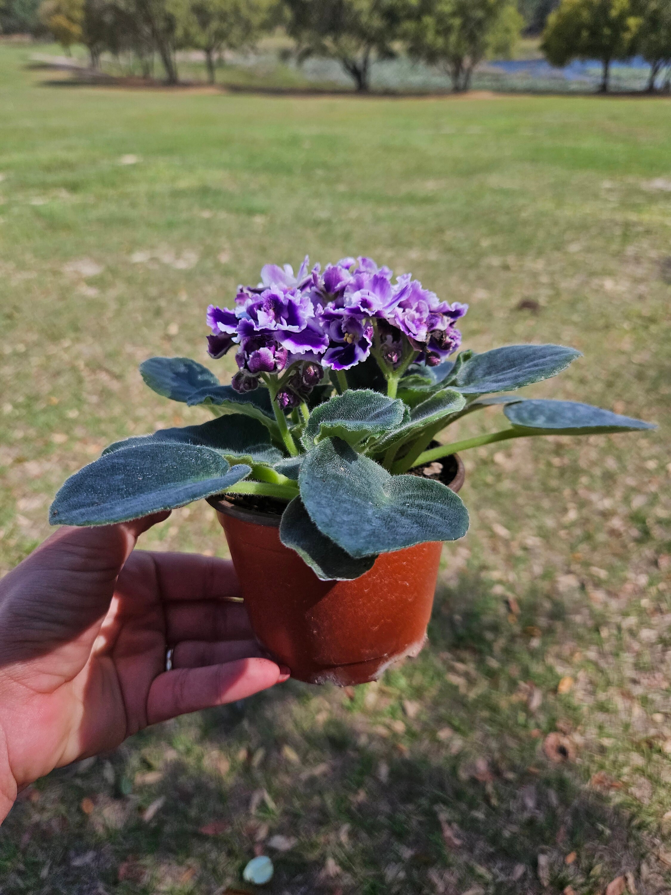 Currently Blooming African Violet Live Plant in a 4" Pot | Purple Blush ...
