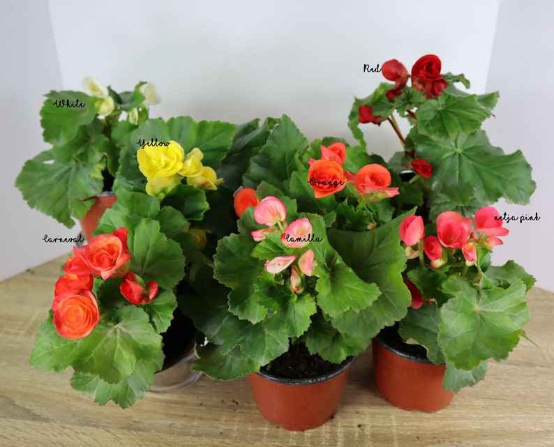 Orange Rieger Begonia Flowering Begonia Plant 5" Pot, Blooming Tuberous ...