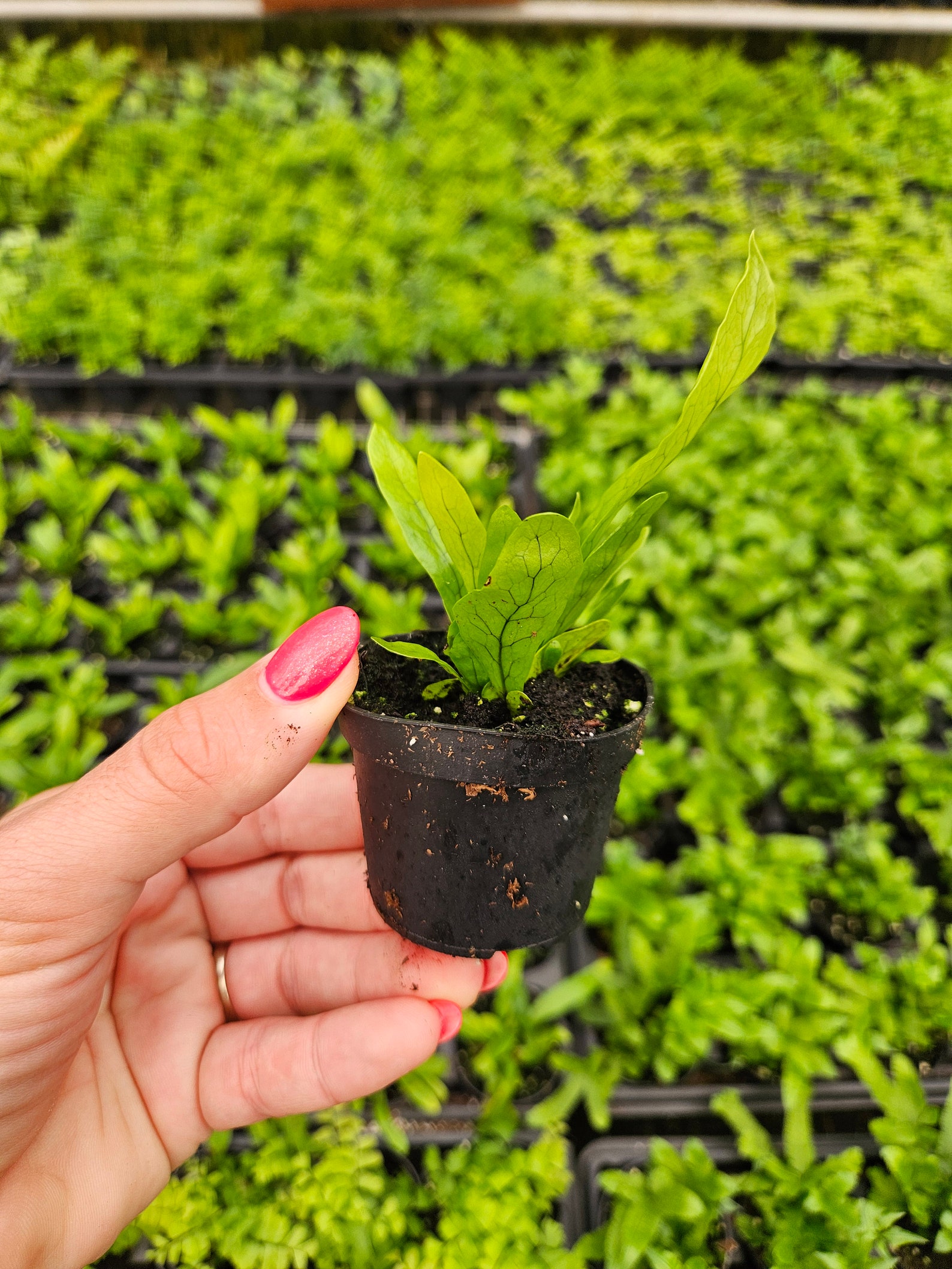 Crocodile Fern Plant in a Miniature 2" Pot Microsorum Musifolium ...