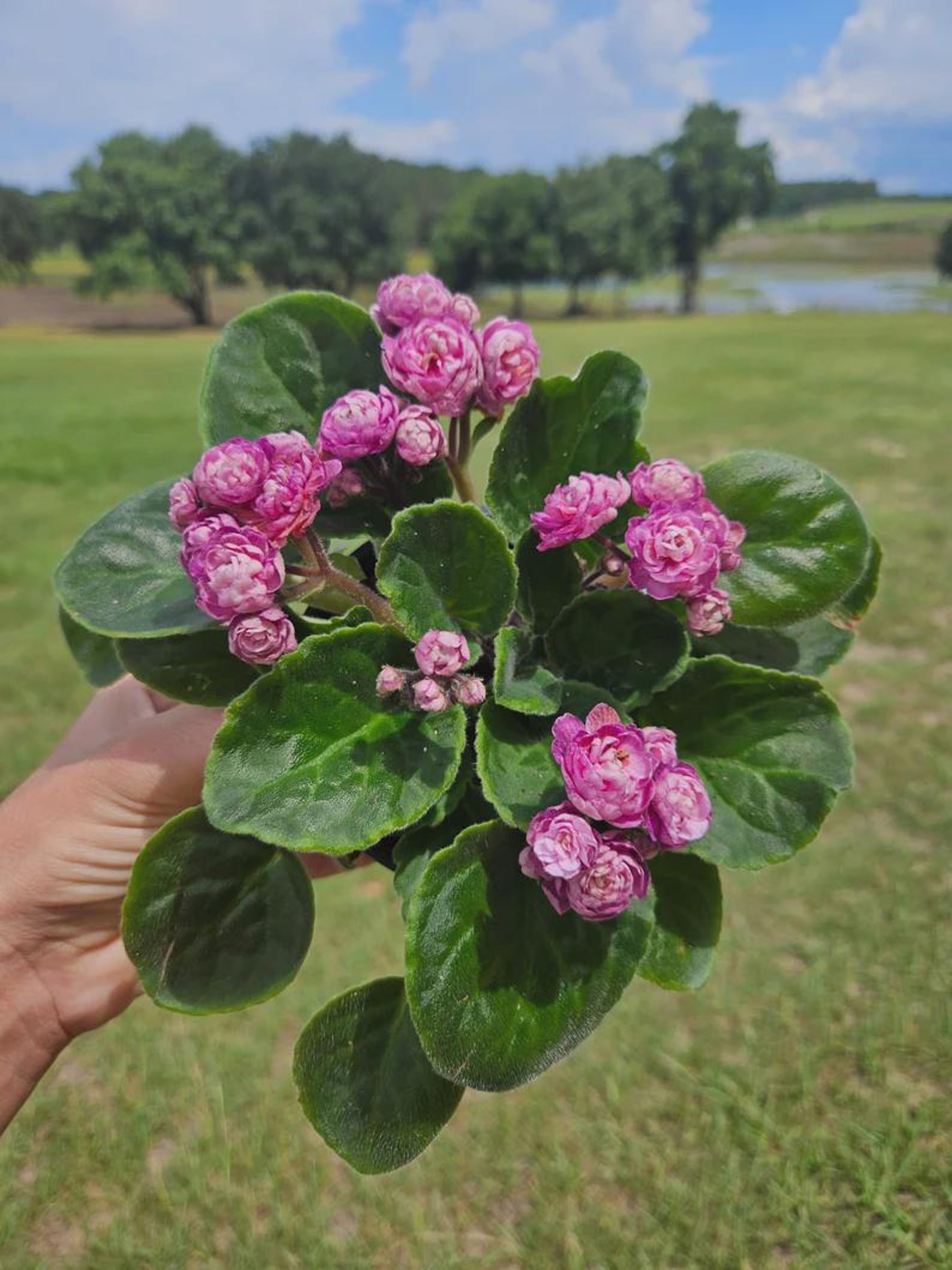 Sequoi Currently Blooming African Violet Live Plant in a 4" Pot ...