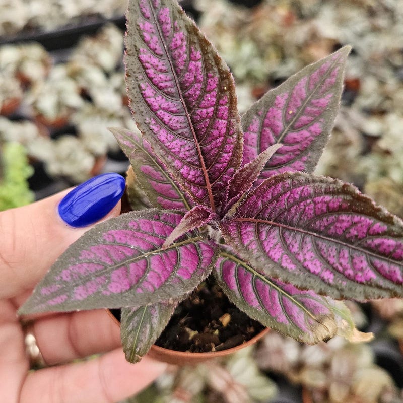 Purple Plant - Etsy