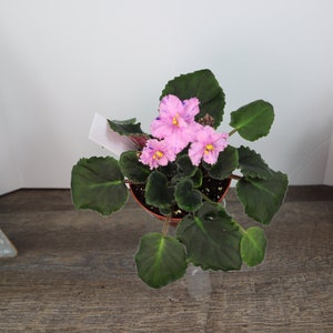 Harmony's Mustang Sally African Violet Live Plant, Young Starter in a 4 ...
