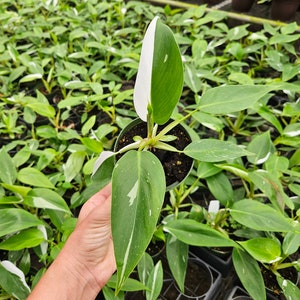 Philodendron White Wizard Plant in a 4" Pot, Variegated Live Rare ...