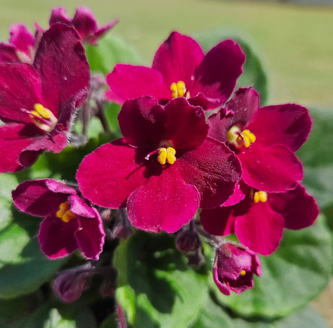 Currently Blooming African Violet Live Plant in a 4" Pot | Maroon ...