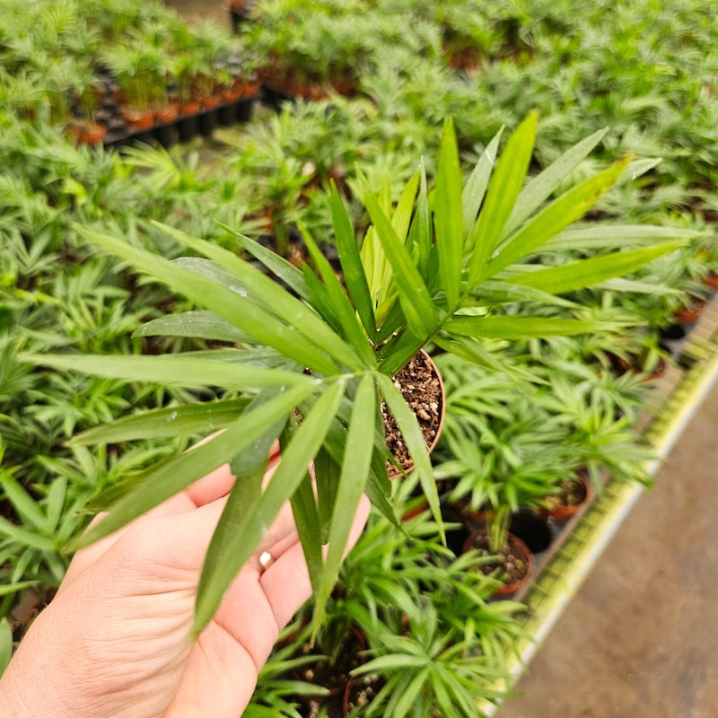 Miniature Live Palm Tree - Etsy