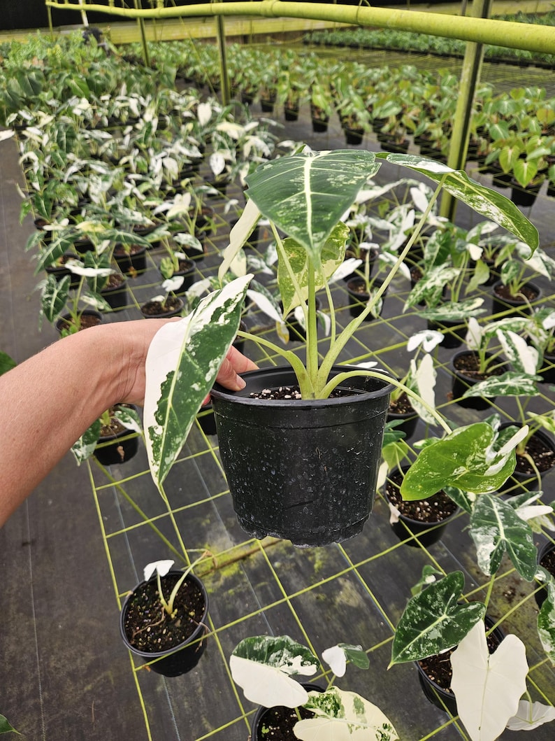 Alocasia Variegated Frydek Plant , Live Rare Tropical Alocasia ...