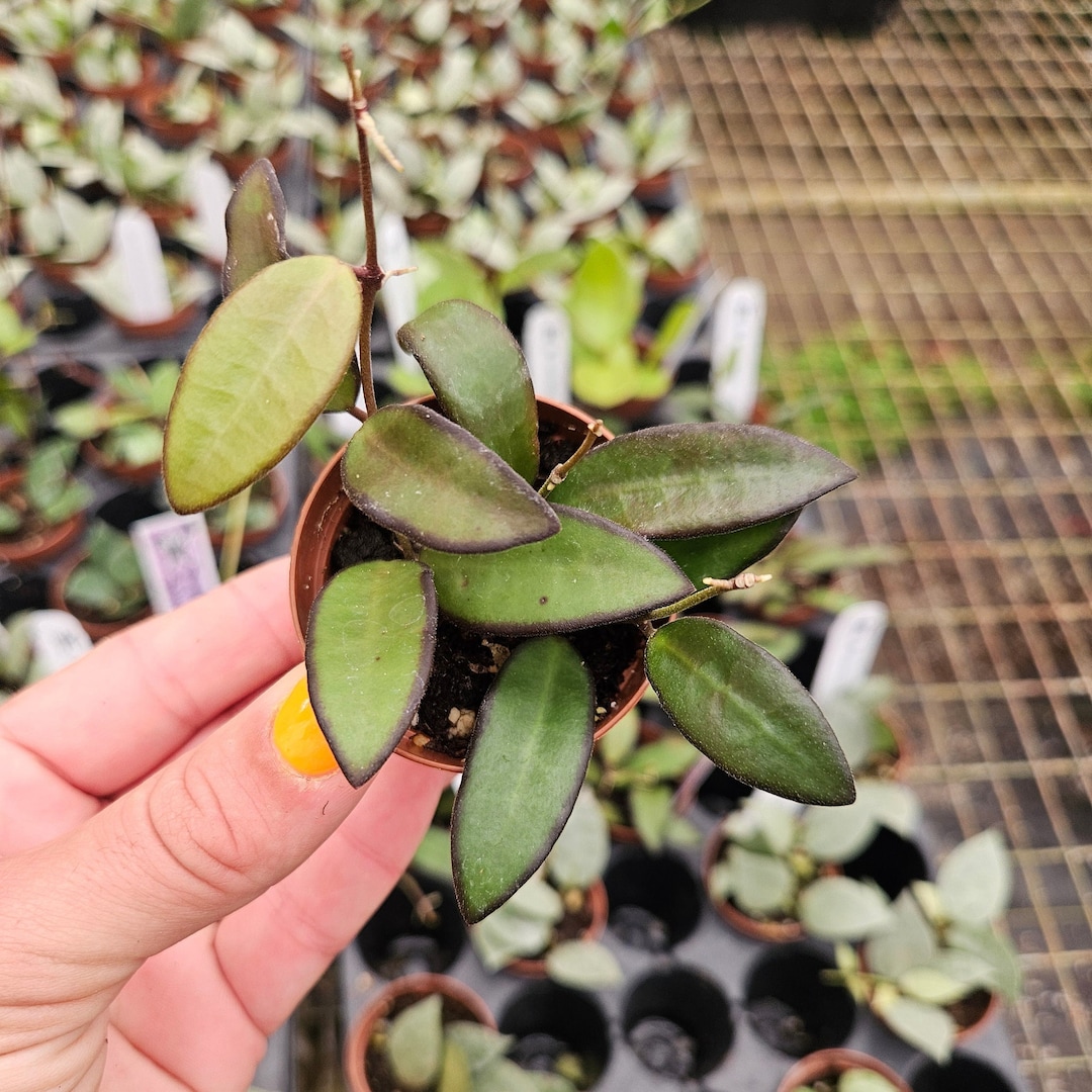Hoya Plant Rosita Plant Live Plant in a 2" Miniature Pot | 2 Plants ...