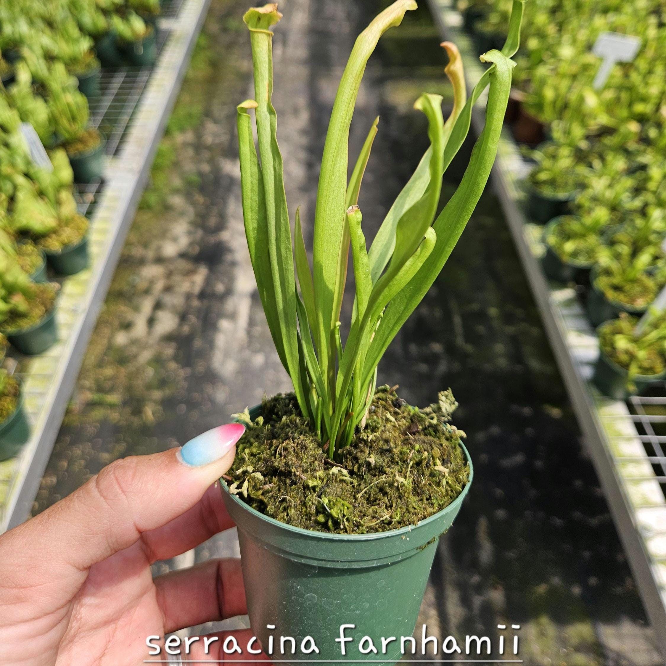 Carnivorous Plant Bundle: Pick Any Two Live Plants (3" Pots) - Etsy