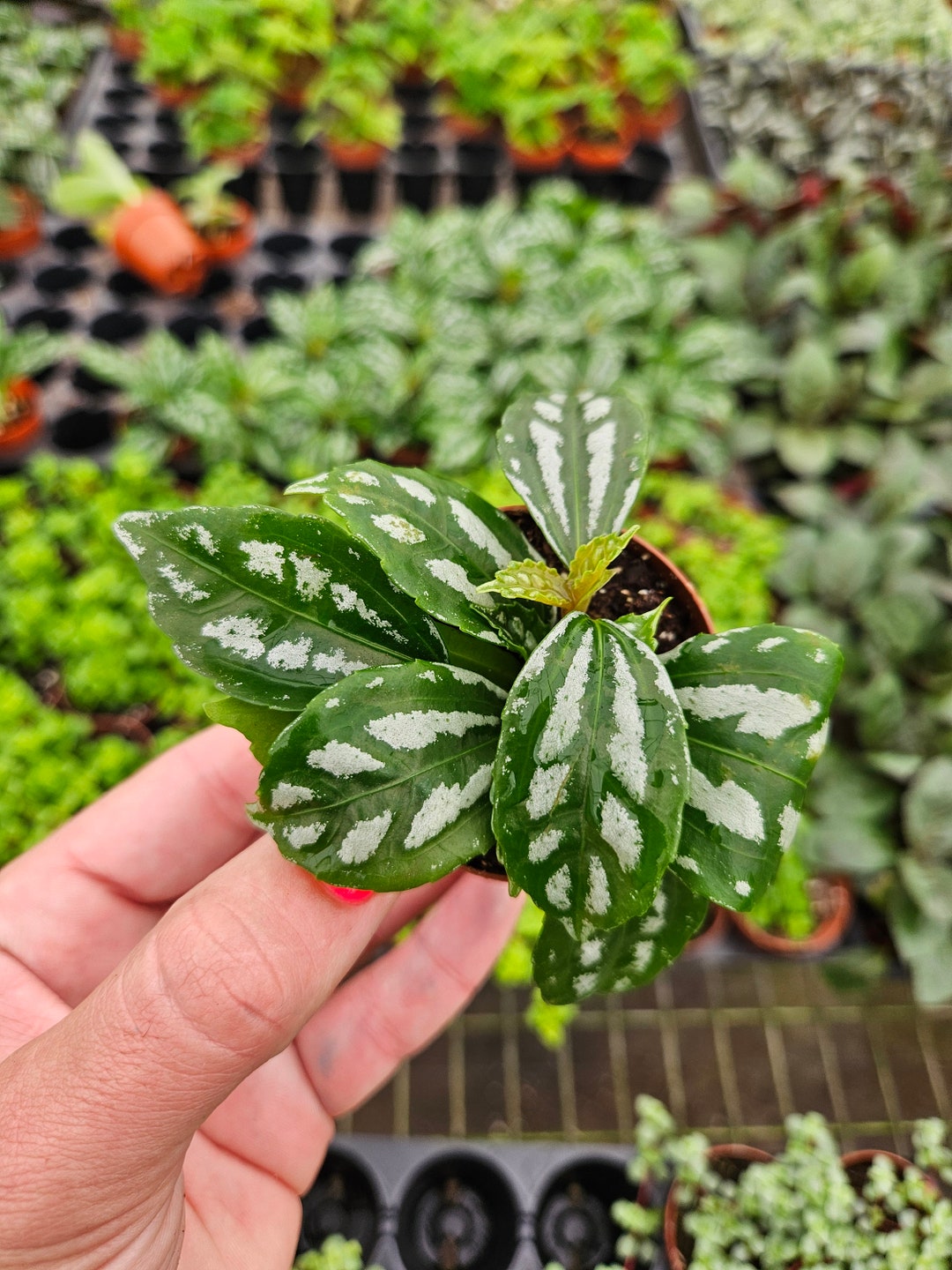 Aluminium Plant Pilea Cadierei Live Plant in a Miniature 2" Pot | 2 ...