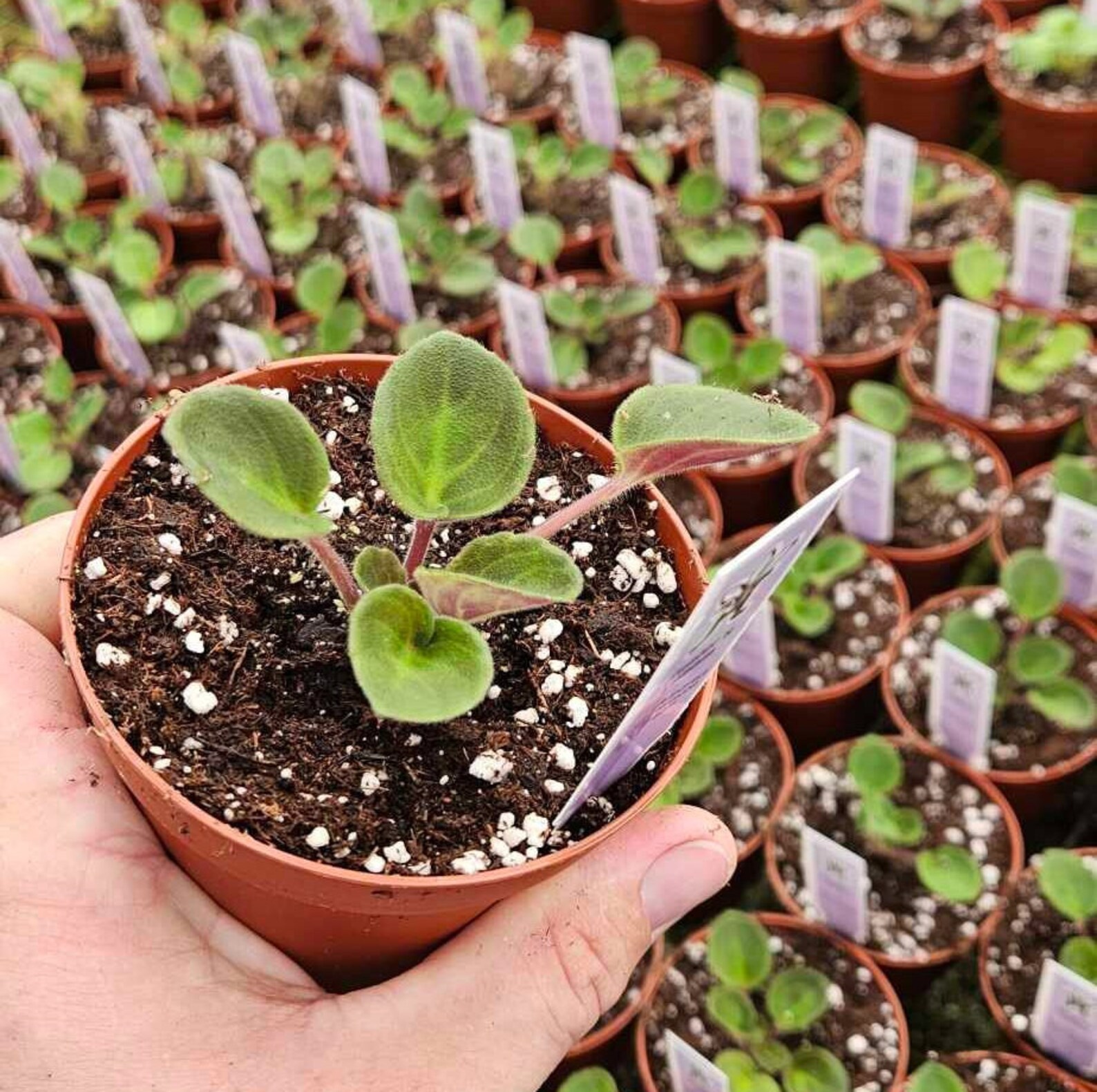 Hunter's Venom African Violet Live Plant, Young Starter in a 4" Pot ...