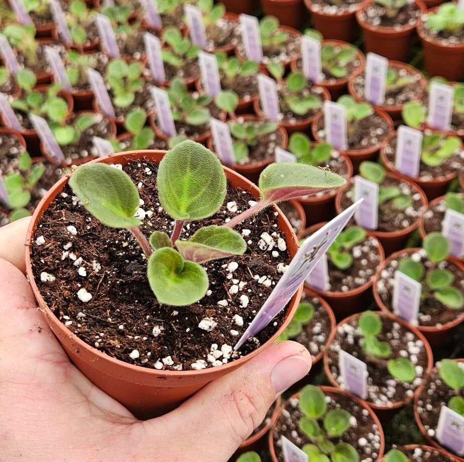 Hunter's Venom African Violet Live Plant, Young Starter in a 4" Pot ...