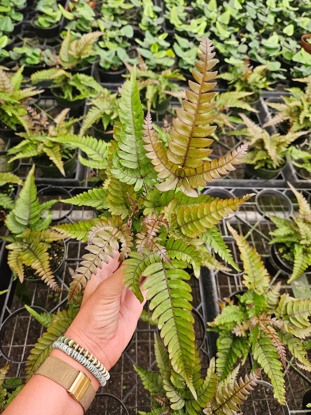 Fern Plant, Pteris Quadriaurita ‘tricolor’ – Tricolor Fern Plant Red ...
