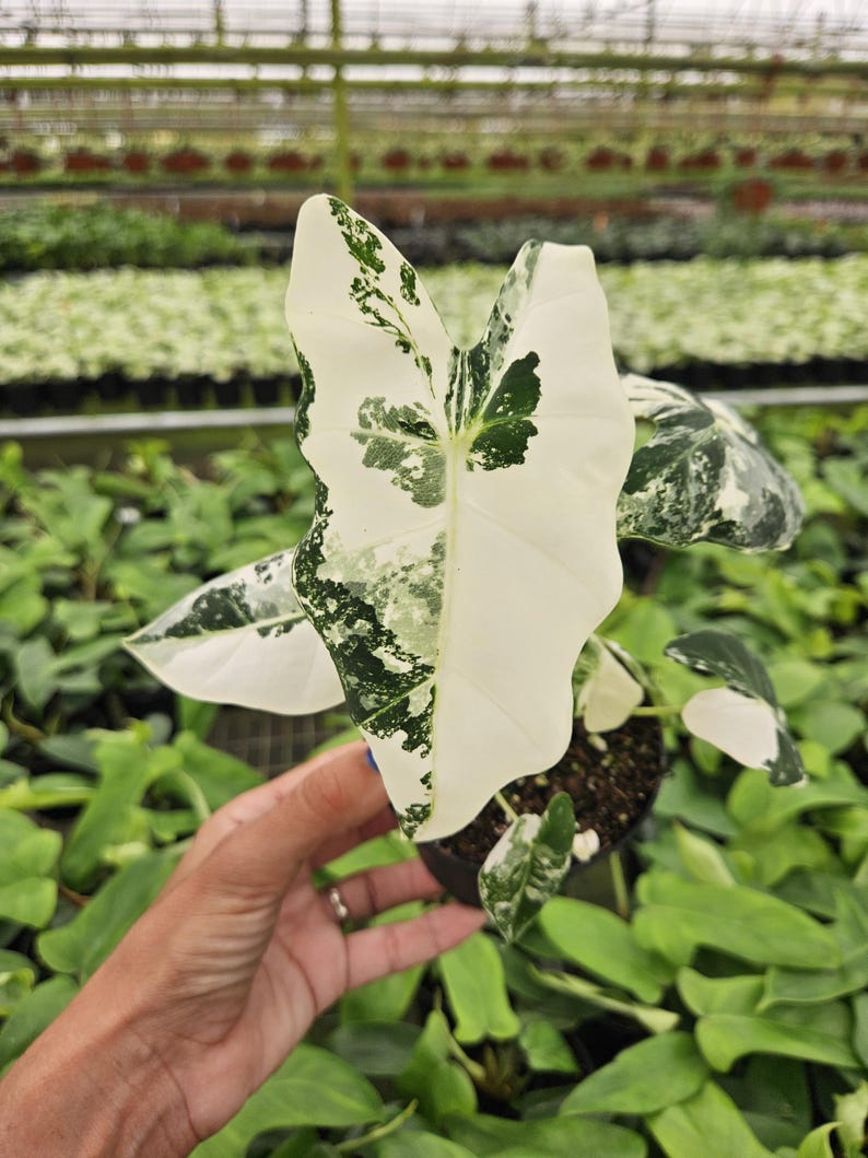 Alocasia Variegated Frydek Plant , Live Rare Tropical Alocasia ...