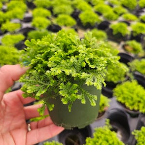 Golden Club Moss Fern Plant Live Moss Lime Green Spike Moss ...