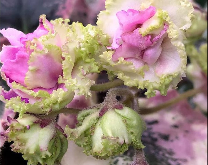 Harmony's Lucky Lady African Violet Live Plant, Young Pre-finished ...