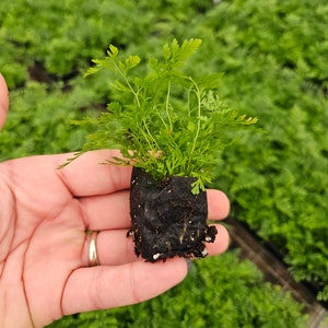 White Rabbit's Foot Fern Plant in a 1" Starter Plug, Live Fuzzy Fern ...