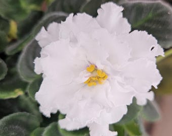 Secret Rendezvous - Live African Violet 4" - Etsy