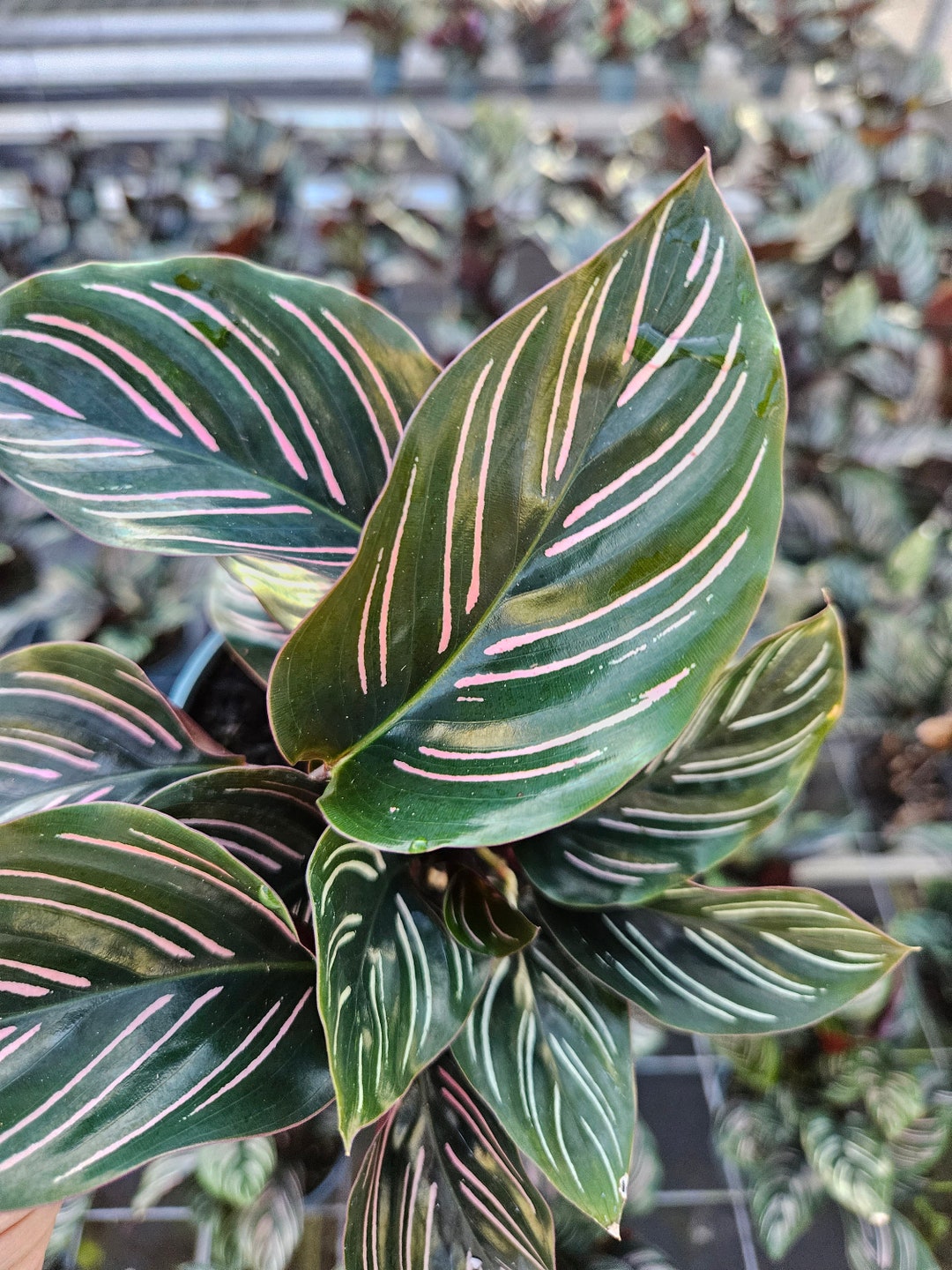 Calathea Pink Pinstripe Live Plant, Ornata Calathea Pink Indoor ...
