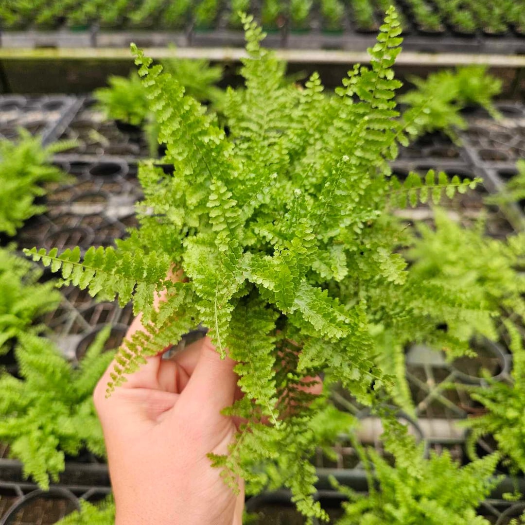 Fluffy Ruffle Fern Plant, Nephrolepis Exaltata Fern Live Plant in a 4 ...