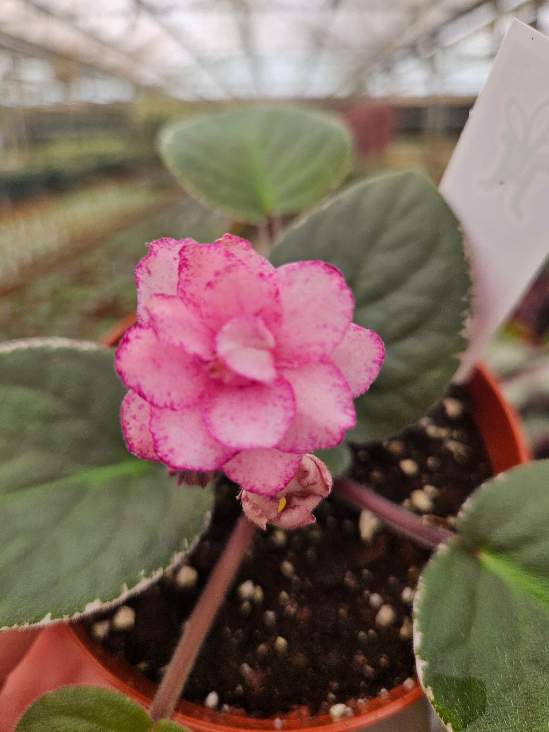 Buckeye Fiesta African Violet Live Plant, Young Starter in a 4" Pot ...