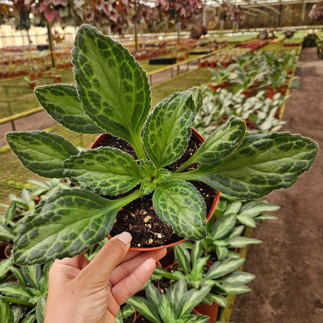 Primulina Patina, Gesneriad Plant in a 4" Pot | 2 Plants Required per ...