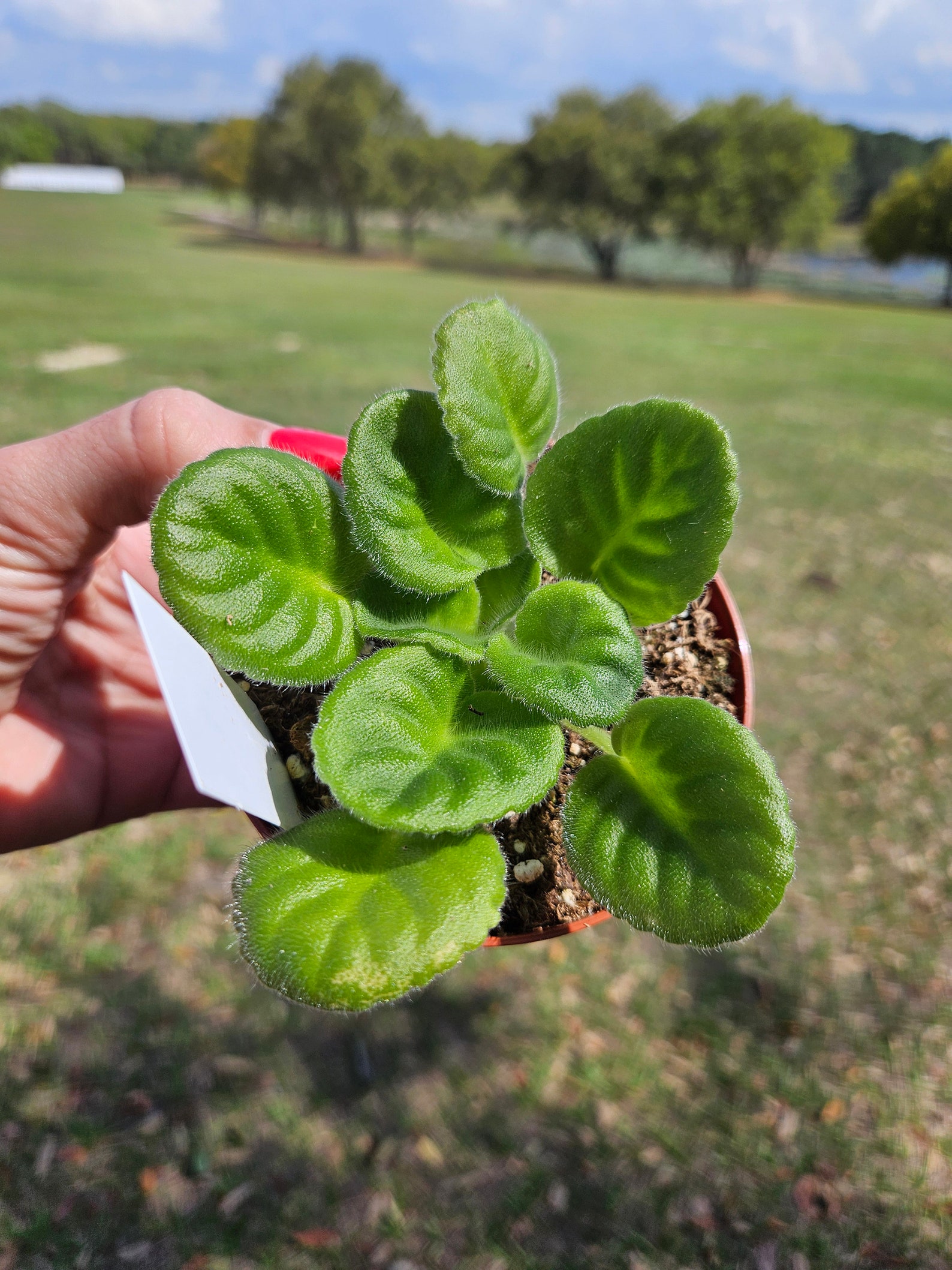 Cheyenne African Violet Live Plant, Young Pre-finished Starter in a 4 ...
