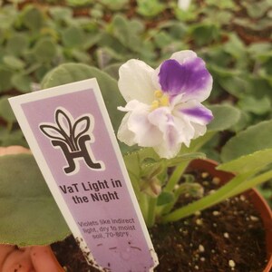 Vat Light in the Night African Violet Live Plant in a 4 - Etsy