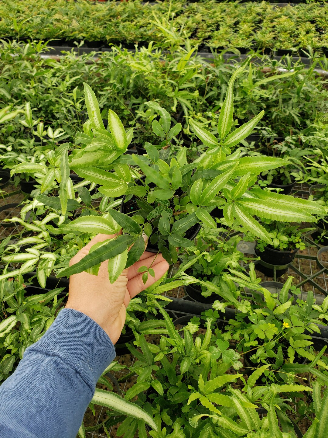 Fern Plant Silver Ribbon Fern Plant in a 4" Pot Fern Pteris Cretica ...